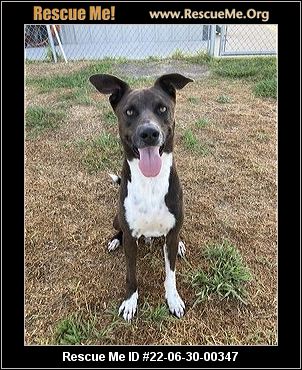 - Texas Border Collie Rescue - ADOPTIONS - Rescue Me!