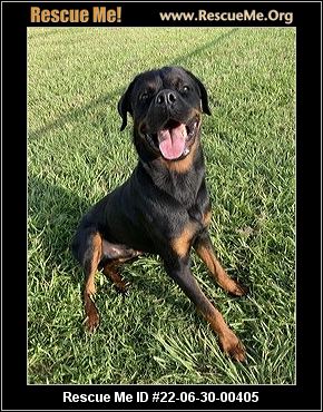 - Texas Rottweiler Rescue - ADOPTIONS - Rescue Me!