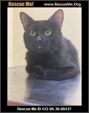 - Michigan Cat Rescue - ADOPTIONS - Rescue Me!