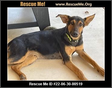 - Texas German Shepherd Rescue - ADOPTIONS - Rescue Me!