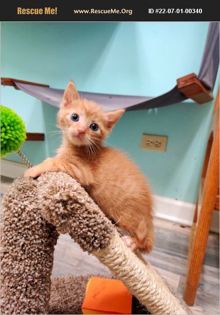 ADOPT 22070100340 ~ Domestic Cat Rescue ~ Chicago, IL