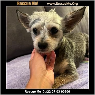 - California Yorkie Rescue - ADOPTIONS - Rescue Me!