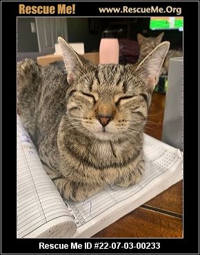- New Jersey Cat Rescue - ADOPTIONS - Rescue Me!
