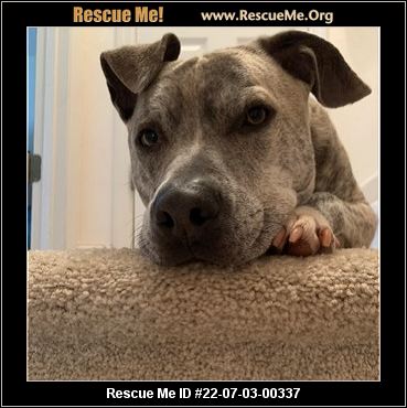 - South Carolina Dog Rescue - ADOPTIONS - Rescue Me!