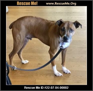 - Arizona Boxer Rescue - ADOPTIONS - Rescue Me!