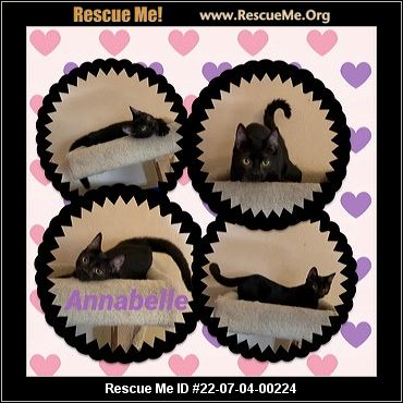 - Arizona Cat Rescue - ADOPTIONS - Rescue Me!
