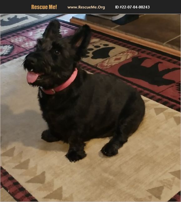 ADOPT 22070400243 ~ Scottish Terrier Rescue ~ cohasset, MN