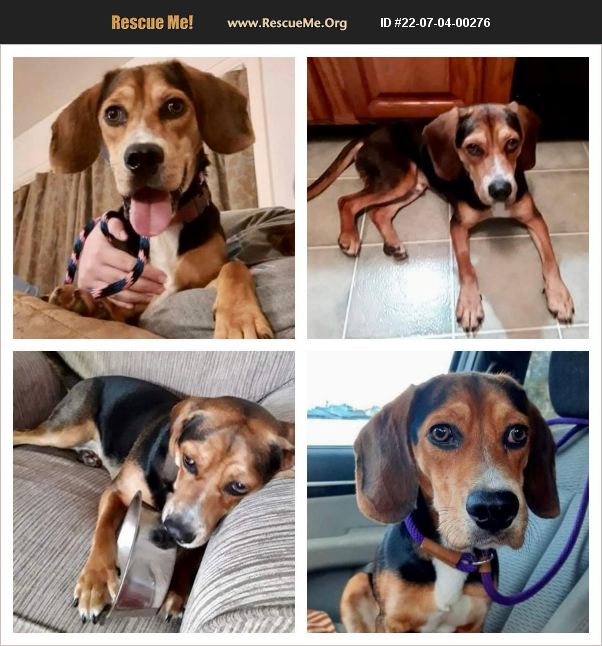 ADOPT 22070400276 ~ Beagle Rescue ~ New Oxford, PA