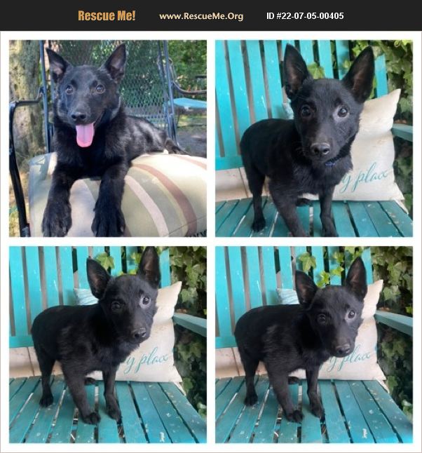 ADOPT 22070500405 ~ Schipperke Rescue ~ Miami, OK