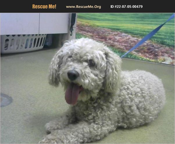 ADOPT 22070500479 ~ Poodle Rescue ~ Moreno Valley, CA