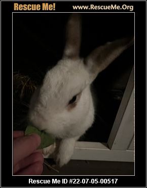 - Ohio Rabbit Rescue - ADOPTIONS - Rescue Me!