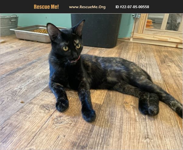 ADOPT 22070500558 ~ Domestic Cat Rescue ~ Fairfield County, CT