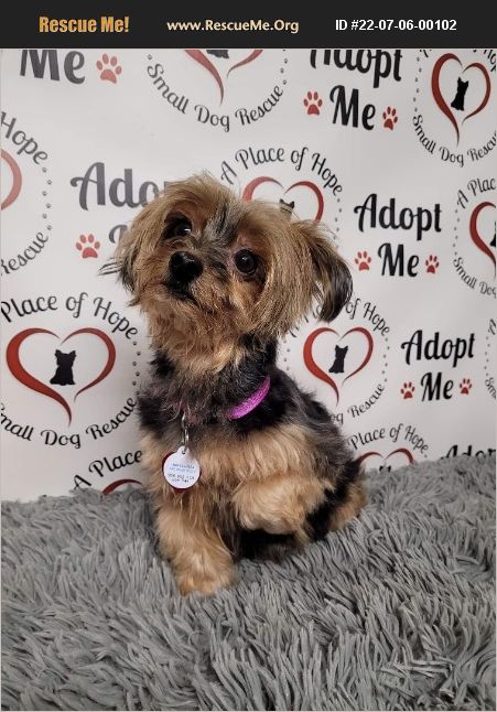 ADOPT 22070600102 ~ Yorkie Rescue ~ Pensacola, FL