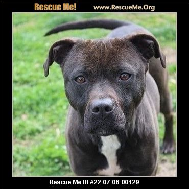 - West Virginia Dog Rescue - ADOPTIONS - Rescue Me!