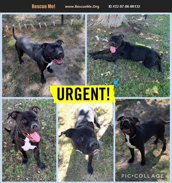 ADOPT 22070600132 ~ Pit Bull Rescue ~ Riverside County, CA