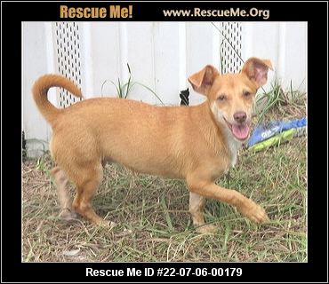 - South Carolina Dog Rescue - ADOPTIONS - Rescue Me!