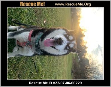 - Ohio Siberian Husky Rescue - ADOPTIONS - Rescue Me!