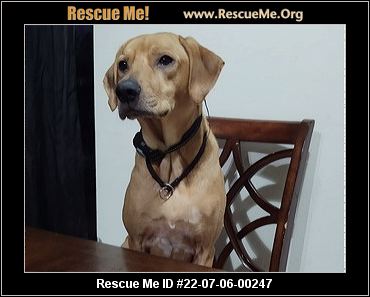- Florida Black Mouth Cur Rescue - ADOPTIONS - Rescue Me!