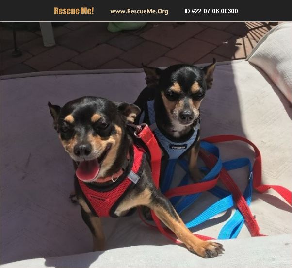 ADOPT 22070600300 ~ Miniature Pinscher Rescue ~ San diego, CA