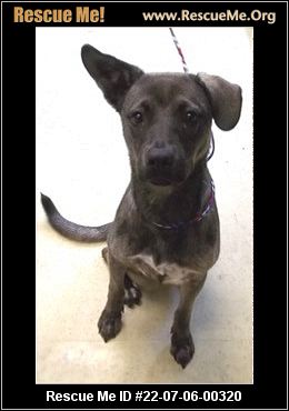 - Indiana Dog Rescue - ADOPTIONS - Rescue Me!