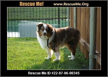 - Texas Australian Shepherd Rescue - ADOPTIONS - Rescue Me!