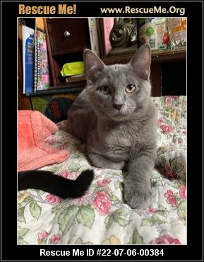 - Michigan Cat Rescue - ADOPTIONS - Rescue Me!