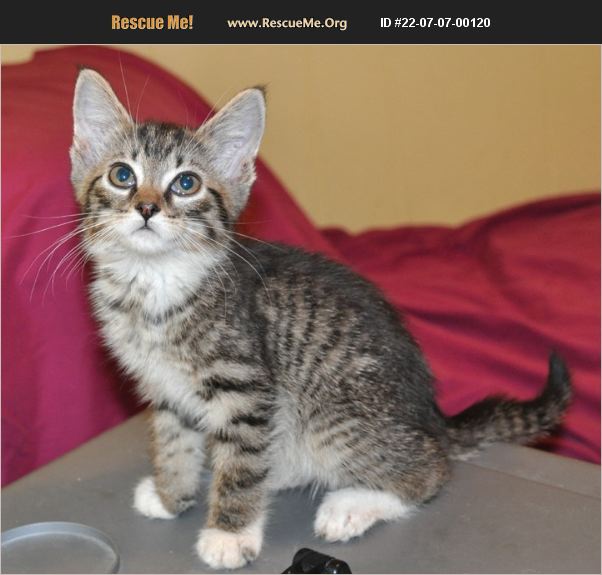 ADOPT 22070700120 ~ Manx Rescue ~ Liberty, NC