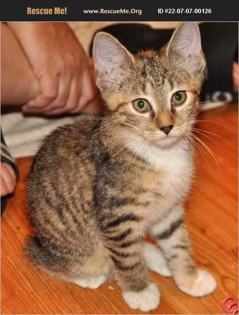 ADOPT 22070700126 ~ Manx Rescue ~ Liberty, NC