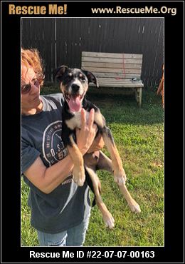 - New Jersey Lab Rescue - ADOPTIONS - Rescue Me!