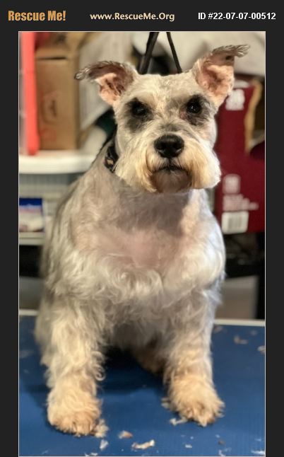 ADOPT 22070700512 ~ Schnauzer Rescue ~ Rowlett , TX