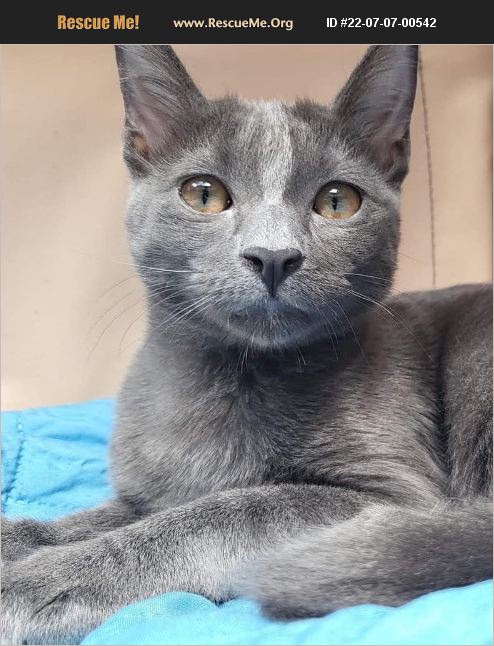 ADOPT 22070700542 ~ Russian Blue Rescue ~ Venice, CA