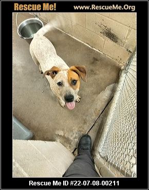 - Oklahoma Dog Rescue - ADOPTIONS - Rescue Me!