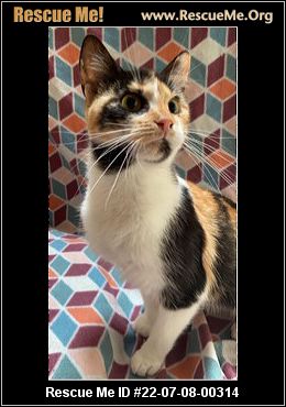 - Michigan Cat Rescue - ADOPTIONS - Rescue Me!