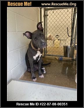 - Oklahoma Dog Rescue - ADOPTIONS - Rescue Me!