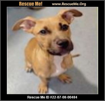- Florida Black Mouth Cur Rescue - ADOPTIONS - Rescue Me!