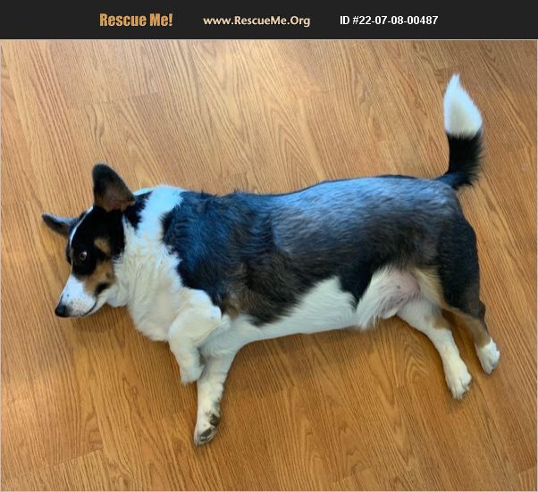 ADOPT 22070800487 ~ Corgi Rescue ~ Denver, CO