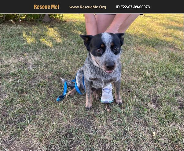 ADOPT 22070900073 ~ Australian Cattle Dog Rescue ~ Springfield, KY