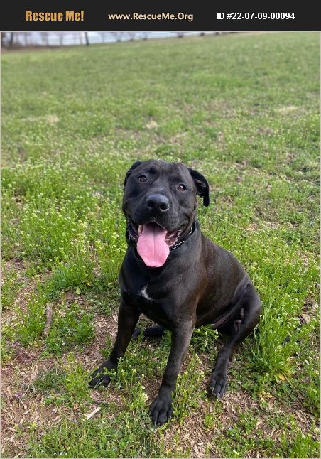 ADOPT 22070900094 ~ Lab Rescue ~ Baltimore, MD