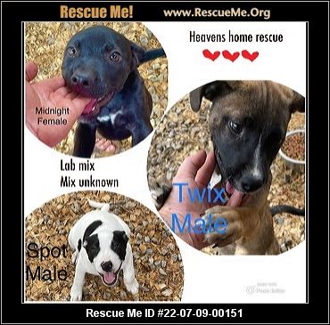 - North Carolina Dog Rescue - ADOPTIONS - Rescue Me!
