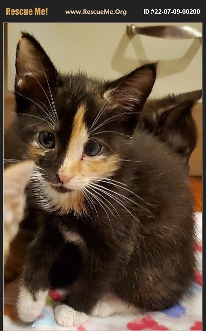 ADOPT 22070900200 ~ Manx Rescue ~ Tampa, FL