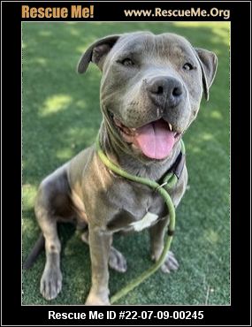 - California American Bulldog Rescue - ADOPTIONS - Rescue Me!