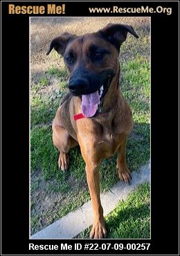 - California Rhodesian Ridgeback Rescue - ADOPTIONS - Rescue Me!