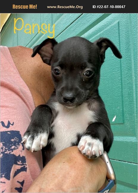 ADOPT 22071000047 ~ Miniature Pinscher Rescue ~ Richmond, MI