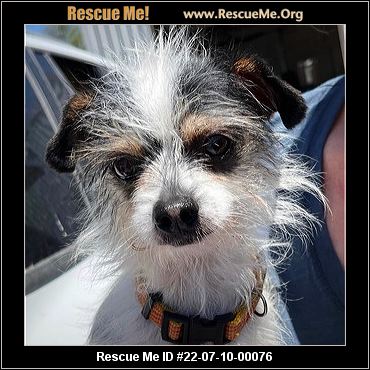 - New Mexico Dog Rescue - ADOPTIONS - Rescue Me!