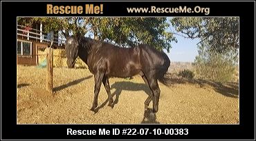 - California Horse Rescue - ADOPTIONS - Rescue Me!