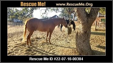 - California Horse Rescue - ADOPTIONS - Rescue Me!