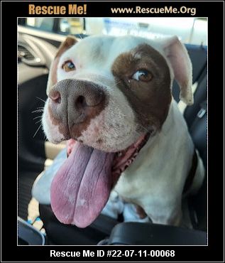 - North Carolina Dog Rescue - ADOPTIONS - Rescue Me!