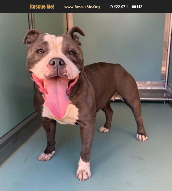 ADOPT 22071100142 ~ Pit Bull Rescue ~ Moreno Valley, CA