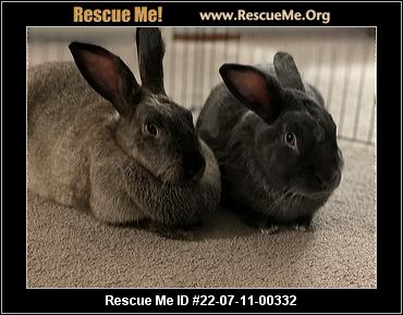 - California Rabbit Rescue - ADOPTIONS - Rescue Me!