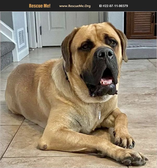 ADOPT 22071100379 ~ Mastiff Rescue ~ Mead, CO